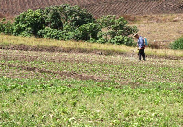 FAO pide desarrollar zonas rurales de Panamá para frenar migración ...