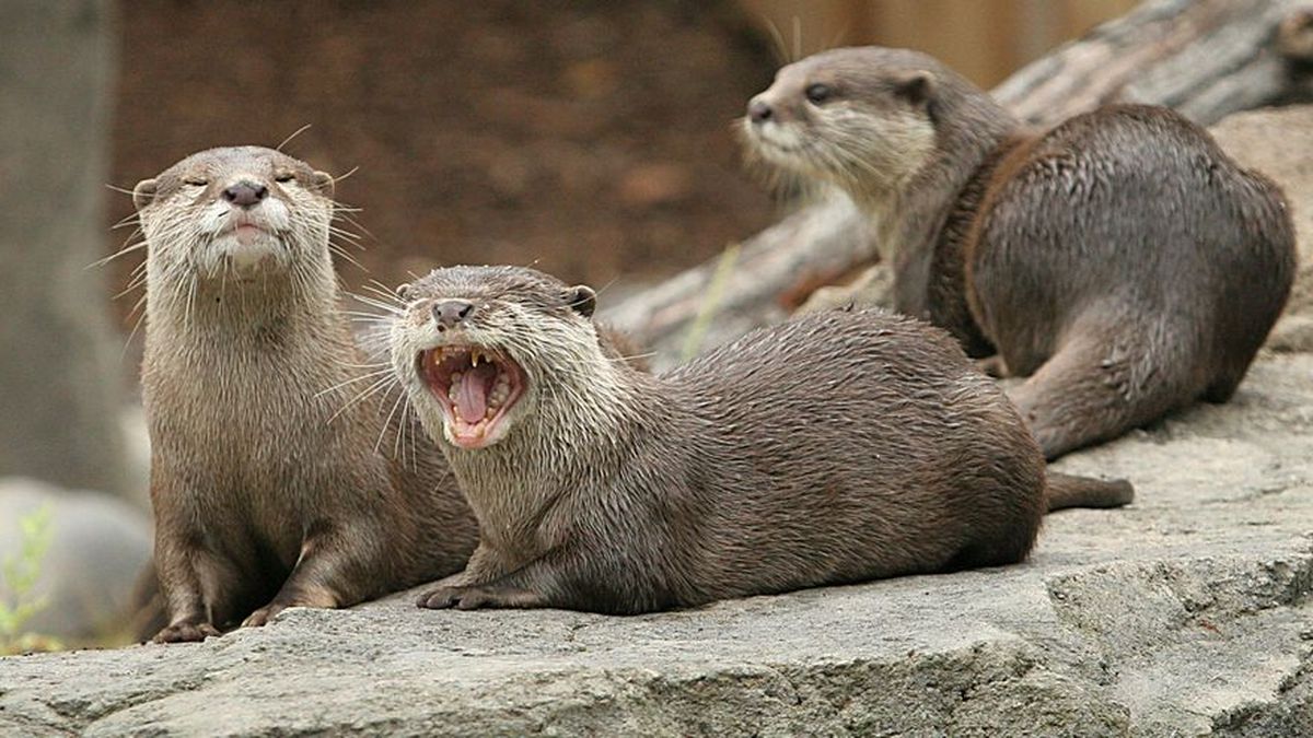 Perú registra la mayor población de nutrias gigantes en reserva de Amazonía