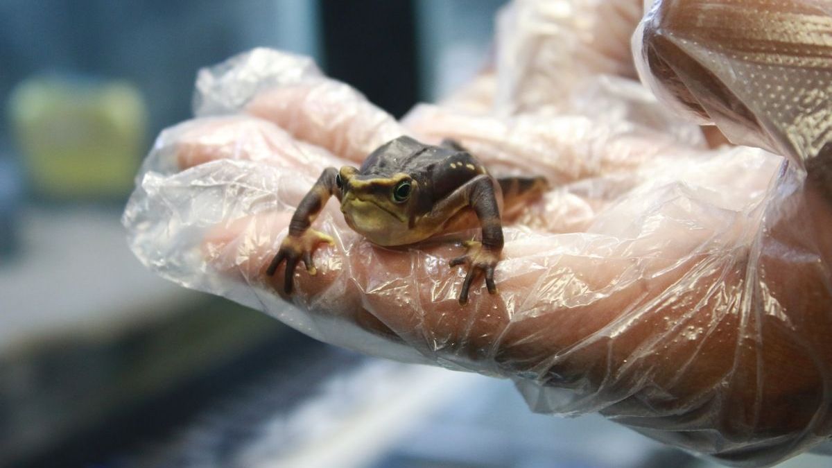 Proyecto de rescate y conservación de anfibios en Gamboa