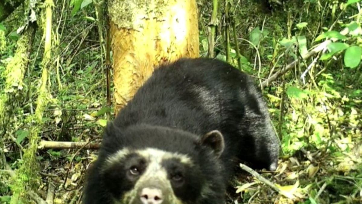 Captan por primera vez al oso de anteojos en reserva de la Amazonía peruana
