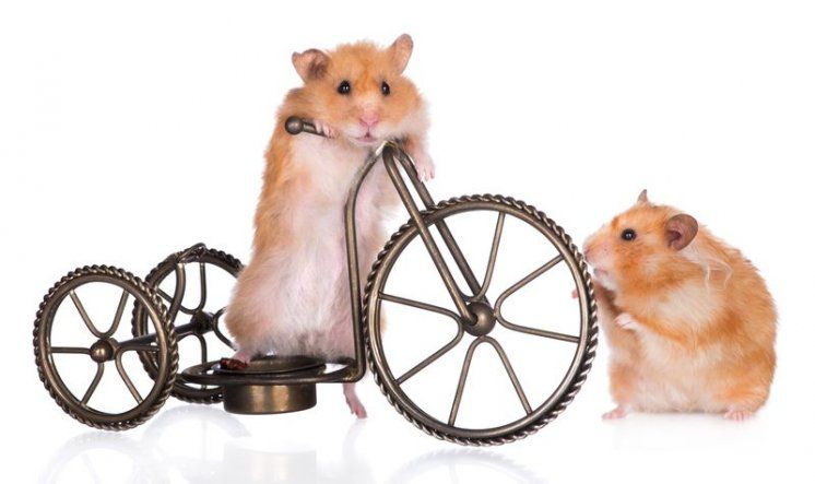 Curiosidades de los hámsters