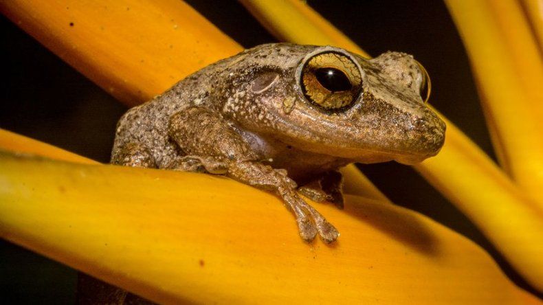 Fósil de un símbolo de Puerto Rico, el coquí, la rana más antigua del ...