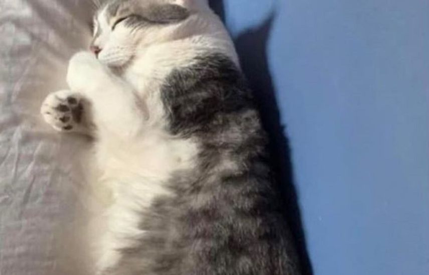 Tito, un gato extraviado en aeropuerto que moviliza a autoridades de ...