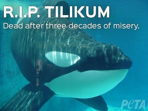 Murió en Florida la orca Tilikum, que inspiró el documental Blackfish