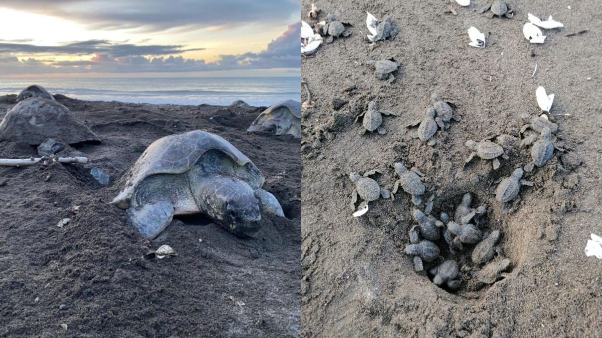 Inicia Convención Interamericana para la Protección y Conservación de ...