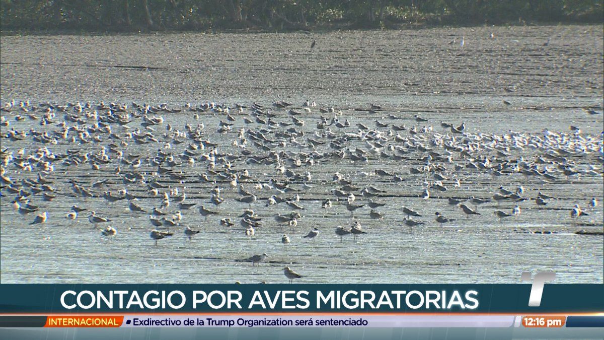 MIDA mantiene la alerta sanitaria tras detección de segundo caso de ...
