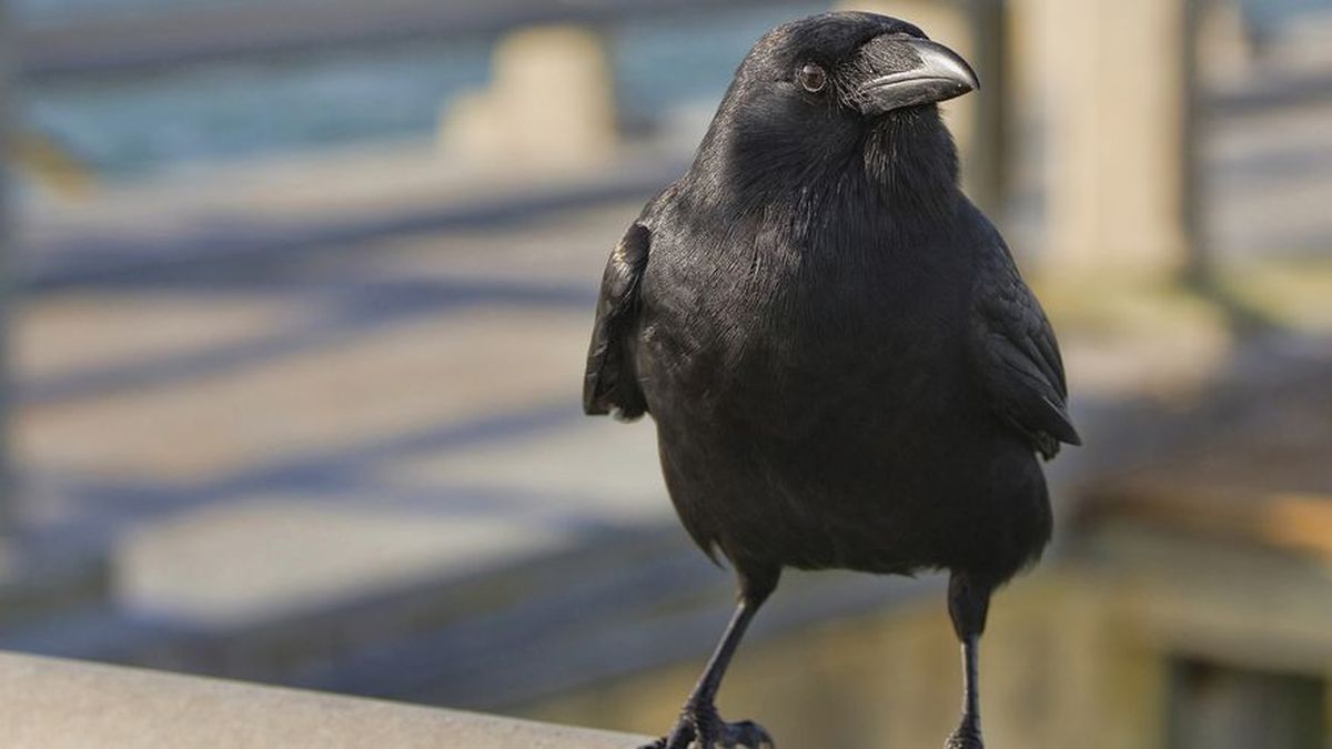 Ante la muerte, los cuervos activan su memoria y aprenden
