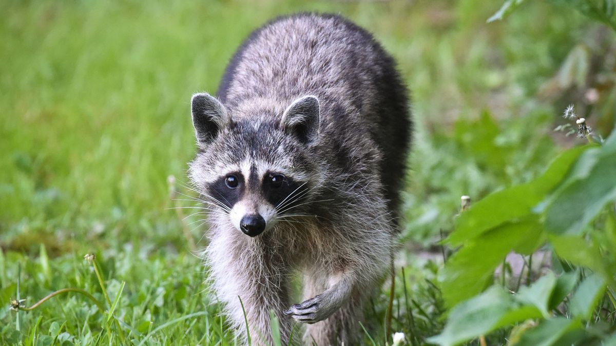 EE. UU.: Mujer que llevó mapache a bar enfrenta cargos