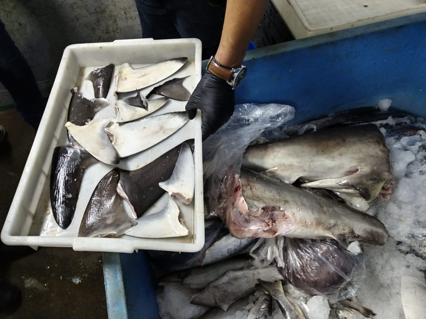 Operación Shark: Desarticulan organización dedicada a la ...