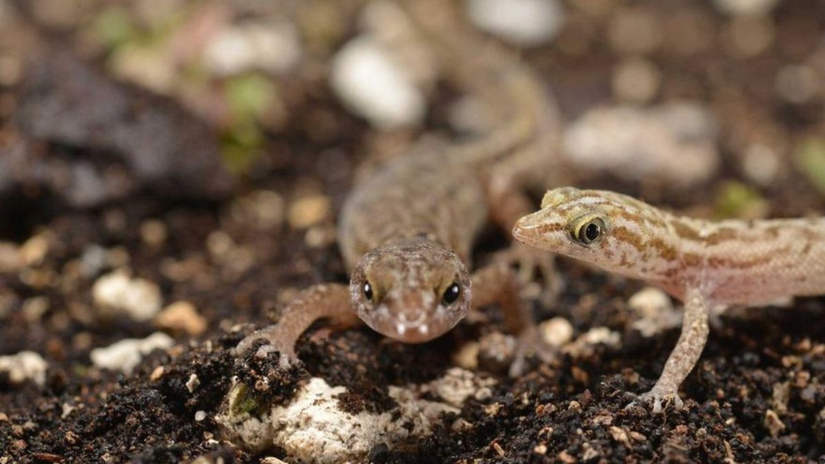 El geco sale de la lista de animales en peligro de extinción en Puerto Rico