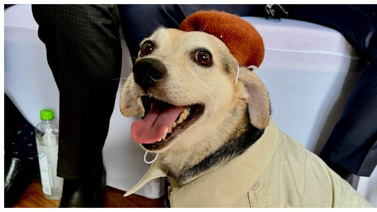 Tina, la perrita del alcalde Mayer Mizrachi, alcanza los 100K ...