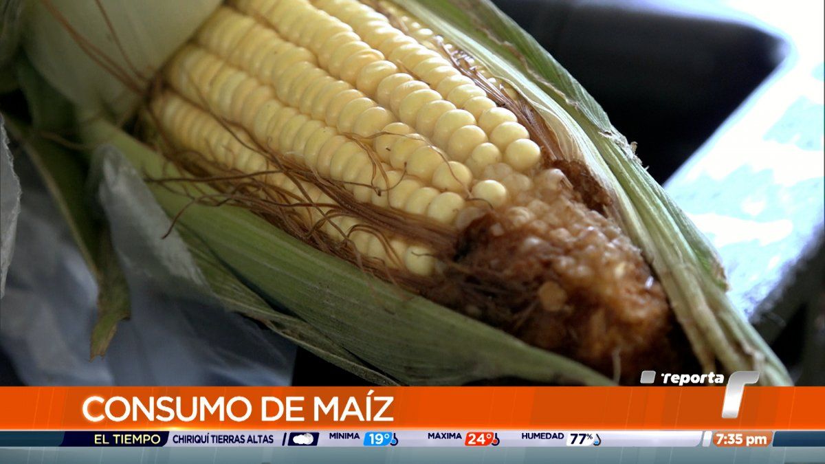 Aumenta la demanda de maíz nuevo en Merca Panamá