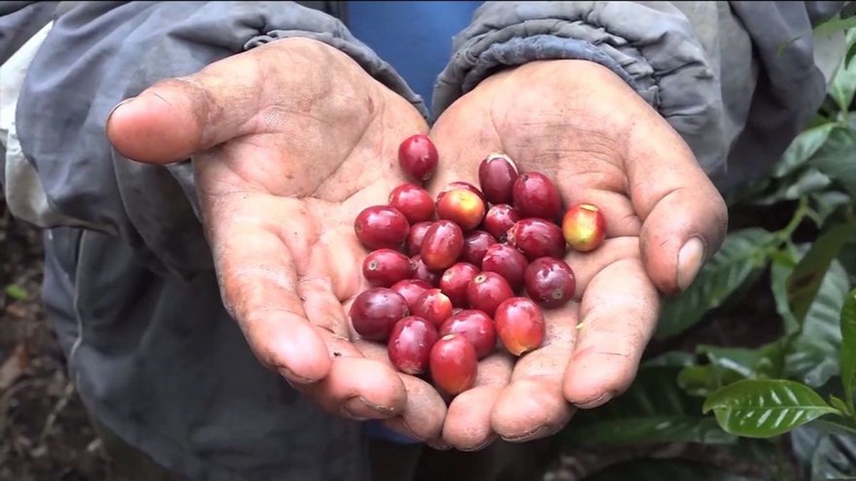 Experiencia gastronómica para conocer los mejores cafés de Panamá