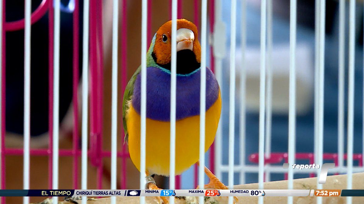 TR Verde: Cuidado de las aves