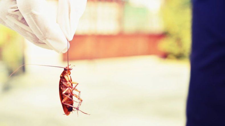 Elimina las cucarachas de tu hogar con este único y efectivo ingrediente