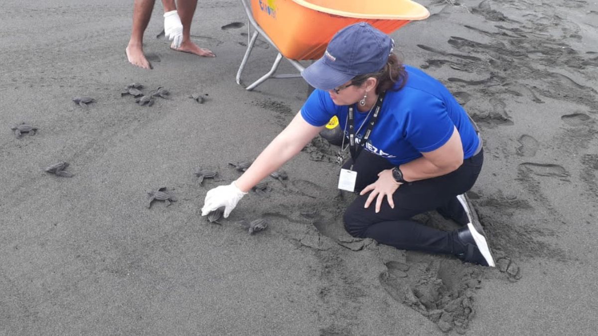 MiAmbiente investiga delitos contra tortugas marinas en humedal en ...