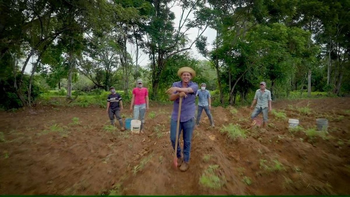Siembra de otoe desde Chame