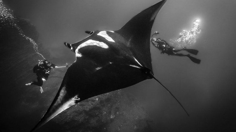 La mantarraya gigante, el diamante negro del Archipiélago de Revillagigedo