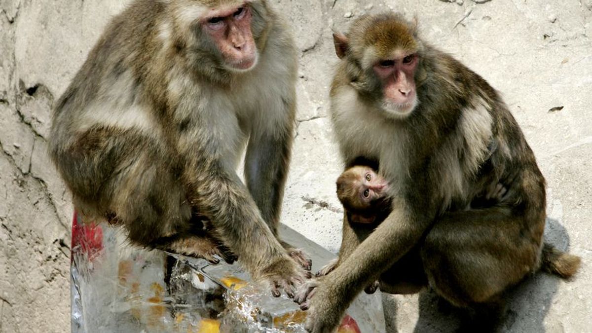 Zoo nipón se retracta tras llamar Carlota a una cría de mono