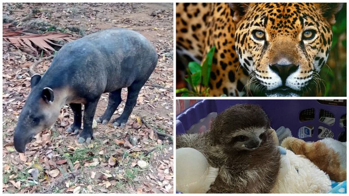 Mejorarán recintos de animales en Parque Summit