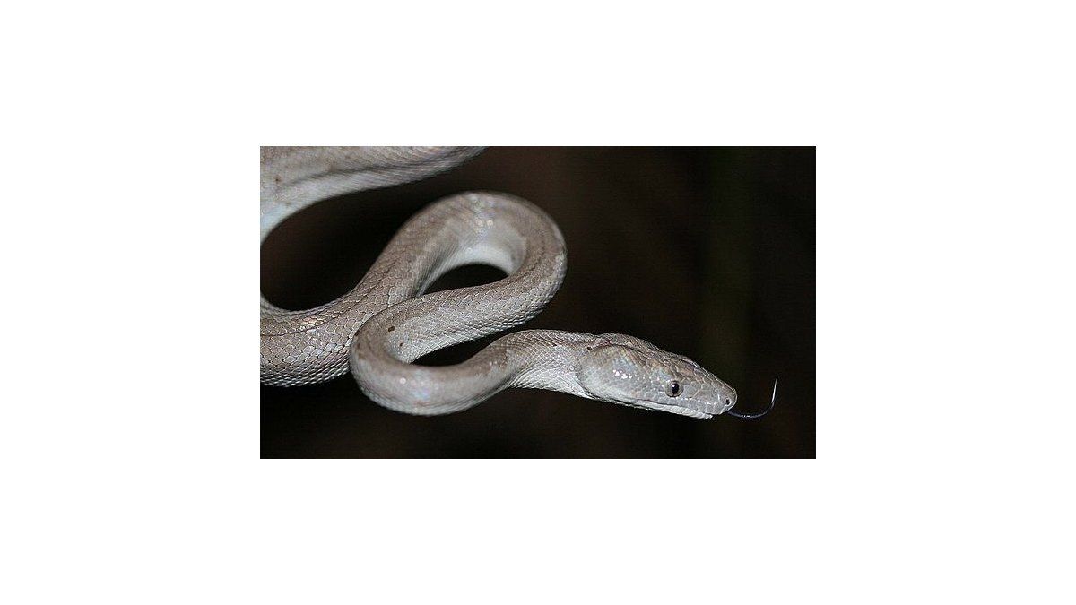 Descubren una nueva especie de boa en islas desiertas de las Bahamas