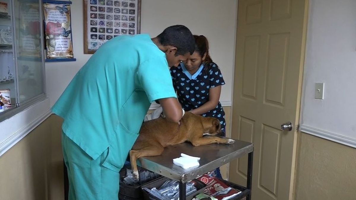 Denuncian a hombre por matar a un perro a machetazos en Colón