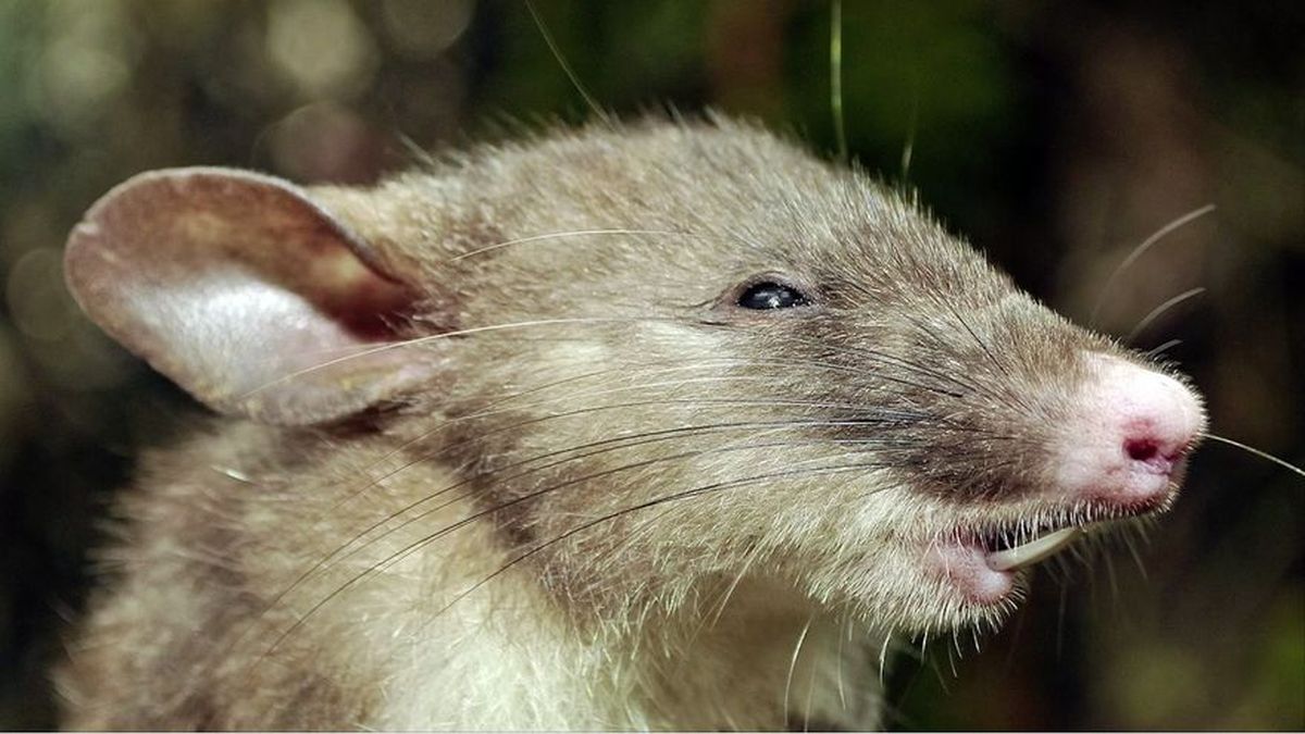 Descubierta una nueva especie de mamífero, la rata musaraña en Indonesia