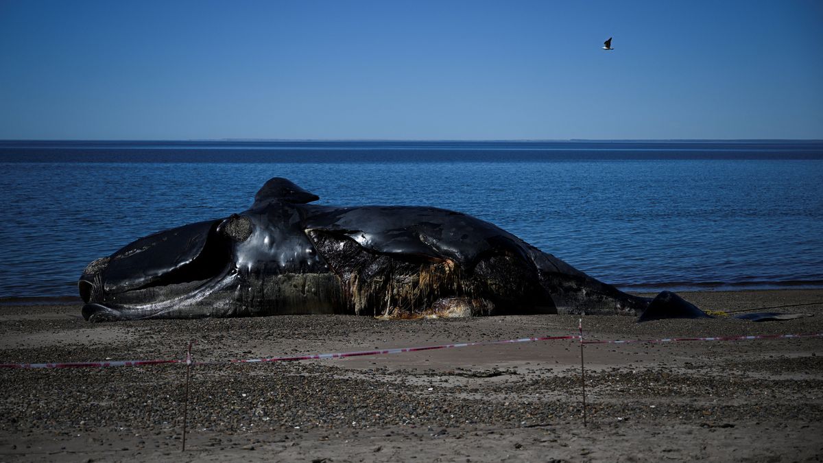 Muerte de ballenas en Argentina, un fenómeno natural a punto de finalizar