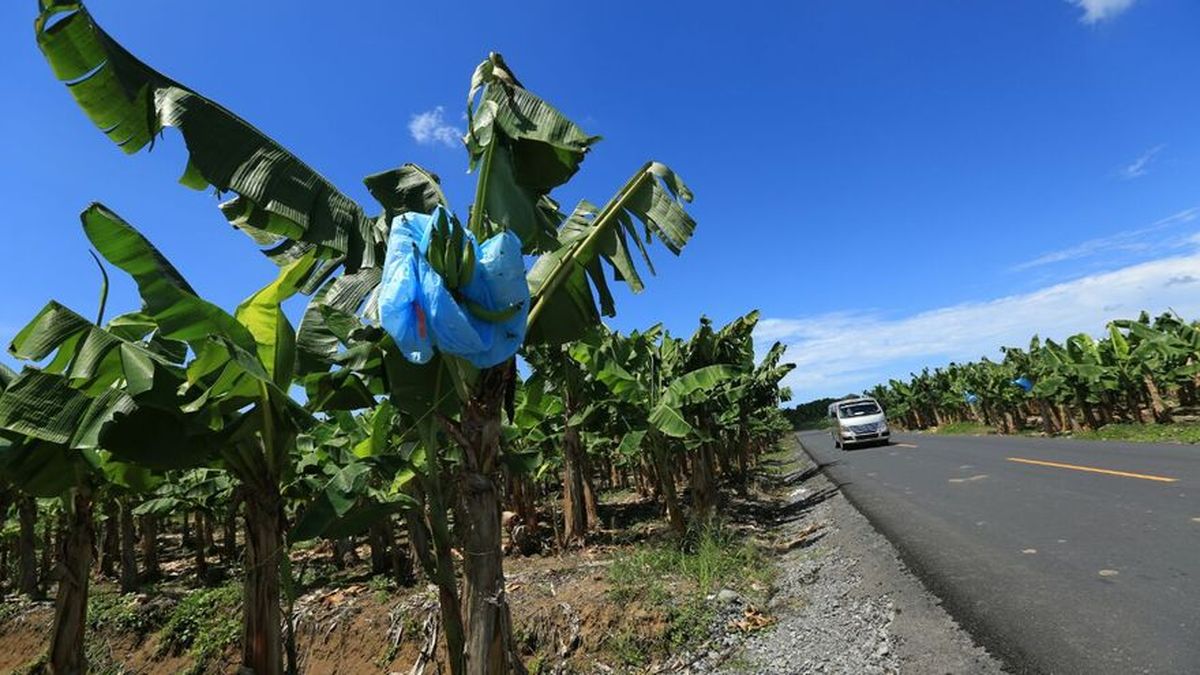 Nueva Ley Bananera es sancionada por el presidente Mulino tras acuerdo ...