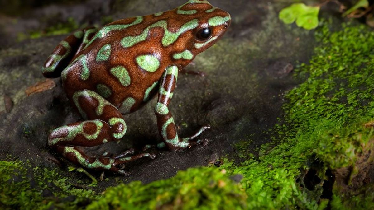 Descubren en la Amazonía de Perú una nueva especie de rana venenosa de ...