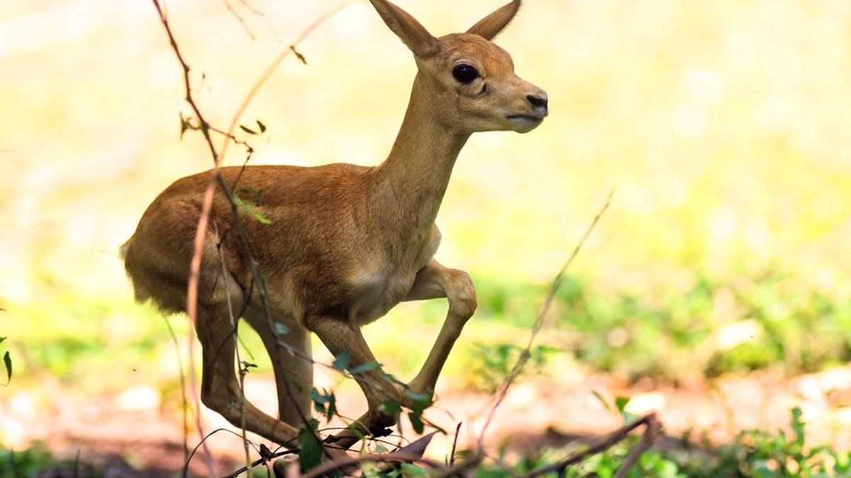 Nueva cría de antílope negro nace en zoológico salvadoreño