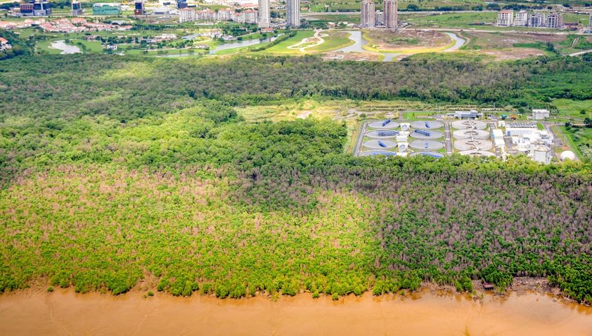 Día del Manglar: ¿Sabías que existen más de 10 especies de manglar en Panamá?