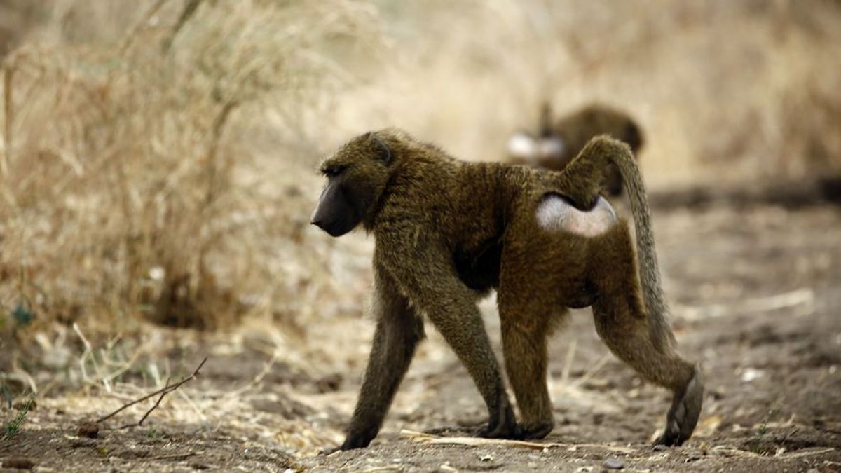 Cuidado de monos en aldea africana atrae a investigadores