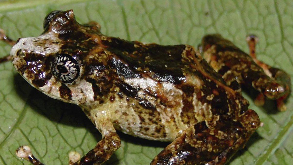 Descubren una nueva especie de rana en los bosques montanos del norte ...