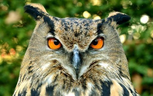 Descubren cómo el búho puede rotar casi por completo su cabeza