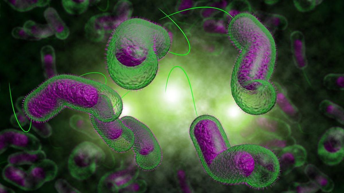 Una nueva vacuna contra el cólera proporciona protección en 24 horas