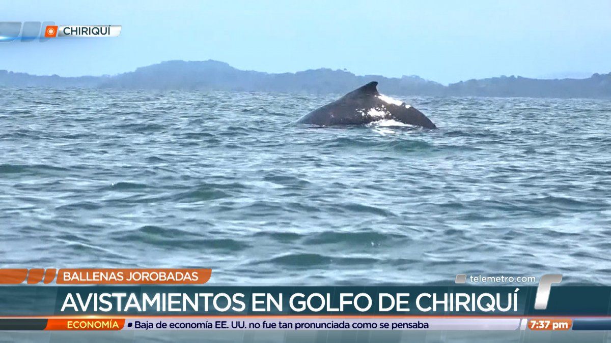 Turistas disfrutan la temporada de avistamiento de ballenas en el Golfo de Chiriquí