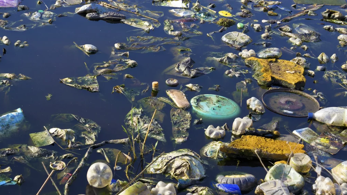 Contaminación: Hongos devoradores de plástico podrían ser una posible ... Contaminación: Hongos devoradores de plástico podrían ser una posible ...